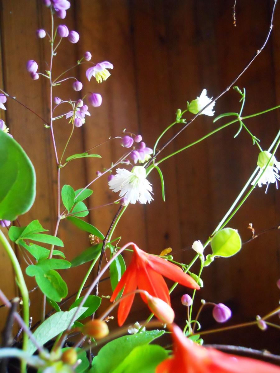 Chabana – florajones